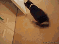 Wipe GIFs - Get the best gif on GIFER