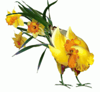 Hen GIFs - Get the best gif on GIFER