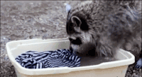 Laundry GIFs - Get the best gif on GIFER