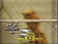 Alf GIFs - Get the best gif on GIFER