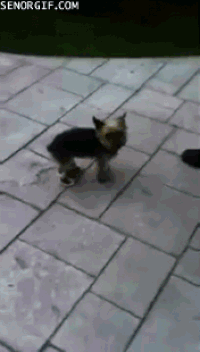 Handstand GIFs - Get the best gif on GIFER