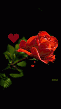 Rosa GIFs - Get the best gif on GIFER