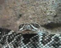 Snake GIFs - Get the best gif on GIFER