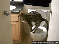 Poops GIFs - Get the best gif on GIFER