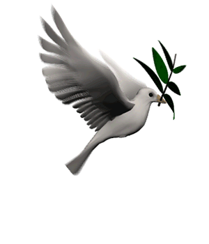Dove GIFs - Get the best gif on GIFER