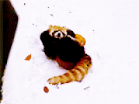 Romping GIFs - Get the best gif on GIFER