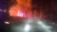 Forest GIFs - Get the best gif on GIFER