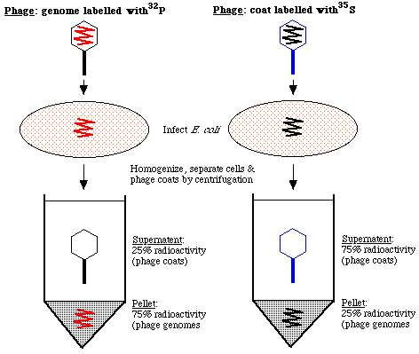Bacteriophage GIFs - Get the best gif on GIFER