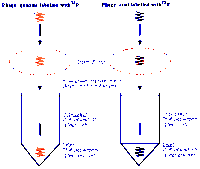 Bacteriophage GIFs - Get the best gif on GIFER
