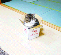 Caja GIFs - Get the best gif on GIFER