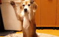 Breedsbeagle GIFs - Get the best gif on GIFER