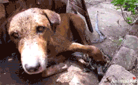 Lonesome GIFs - Get the best gif on GIFER