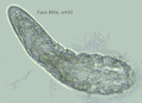Arachnids GIFs - Get the best gif on GIFER