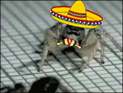 Mexican GIFs - Get the best gif on GIFER