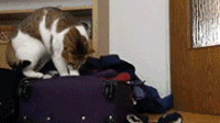 Suitcase GIFs - Get the best gif on GIFER