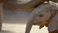 Trunk GIFs - Get the best gif on GIFER