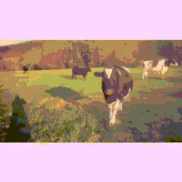Dairy cows GIFs - Get the best gif on GIFER