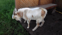 Goat GIFs - Get the best gif on GIFER
