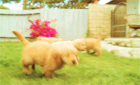 Backyard GIFs - Get the best gif on GIFER
