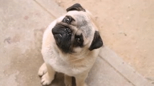Tilt head GIFs - Get the best gif on GIFER