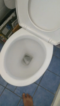 Toilets GIFs - Get the best gif on GIFER
