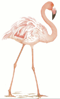 Flamingo GIFs - Get the best gif on GIFER