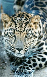 Leopard GIFs - Get the best gif on GIFER