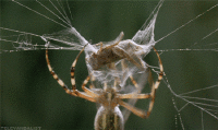 Spider GIFs - Get the best gif on GIFER
