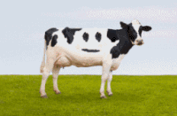 Cow GIFs - Get the best gif on GIFER