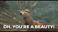 Great stag GIF - Conseguir o melhor gif em GIFER