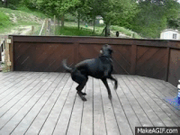 Overall GIFs - Get the best gif on GIFER