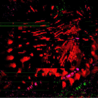 Eclairs GIFs - Get the best gif on GIFER