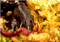 Earthworm GIFs - Get the best gif on GIFER