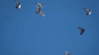 Pigeon GIFs - Get the best gif on GIFER