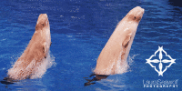 Seaworld GIFs - Get the best gif on GIFER