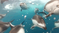 Dolphin GIFs - Get the best gif on GIFER
