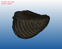 Fossils GIFs - Get the best gif on GIFER