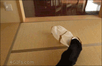 Cest GIFs - Get the best gif on GIFER