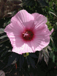 Entomology GIFs - Get the best gif on GIFER