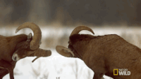 Yellowstone GIFs - Get the best gif on GIFER