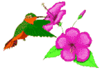 Hibiscus GIFs - Get the best gif on GIFER