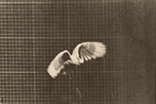 Locomotion GIFs - Get the best gif on GIFER