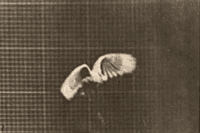 Locomotion GIFs - Get the best gif on GIFER