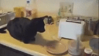 Antics гифки, анимированные GIF изображения antics - скачать гиф ...