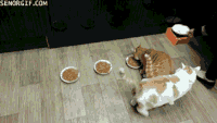 Greedy GIFs - Get the best gif on GIFER