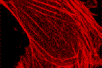 Red GIFs - Get the best gif on GIFER