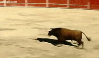 Bull GIFs - Get the best gif on GIFER
