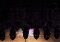 Tendency GIFs - Get the best gif on GIFER