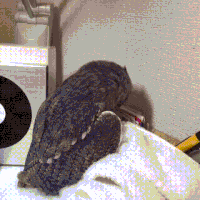 Browsing GIFs - Get the best gif on GIFER