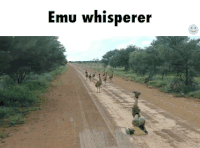 Emu GIFs - Get the best gif on GIFER
